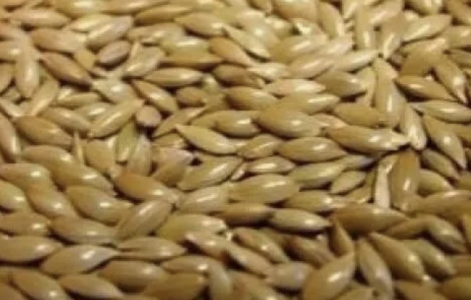 Versele-Laga Plain Canary Seed 25kg - Rutland Pet Supplies